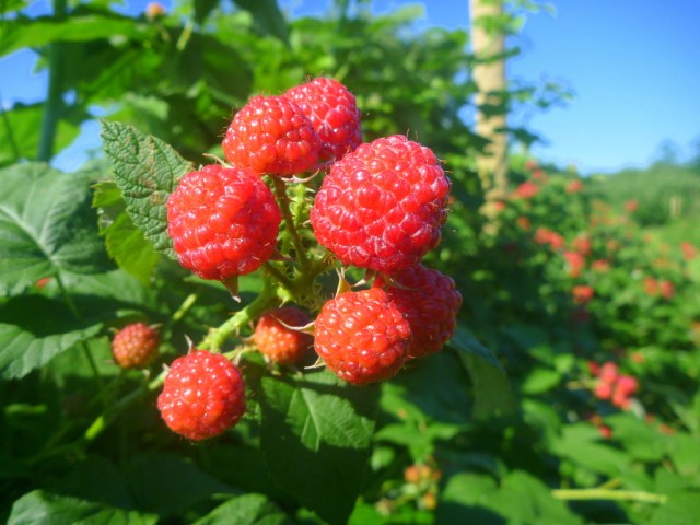 A New Raspberry Field, and the First Vegetables of the Season. | Indian ...