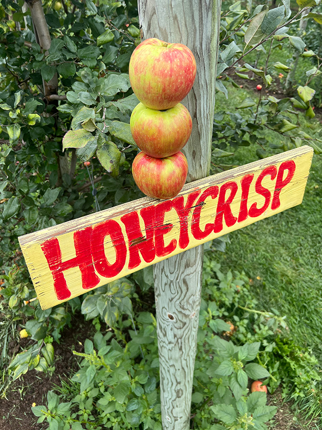 High Honeycrisp Harvest. Come Very Soon. Pick Your Own Honeycrisp ...