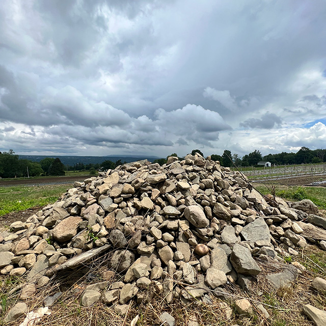 An Excellent Crop of Rocks. Limited U-Pick Strawberries. First Scapes ...